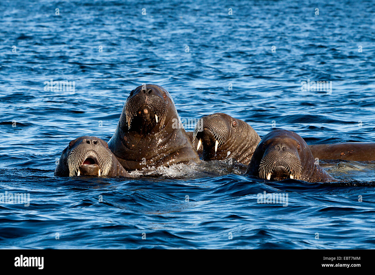 Walrus face close up svalbard -Fotos und -Bildmaterial in hoher ...