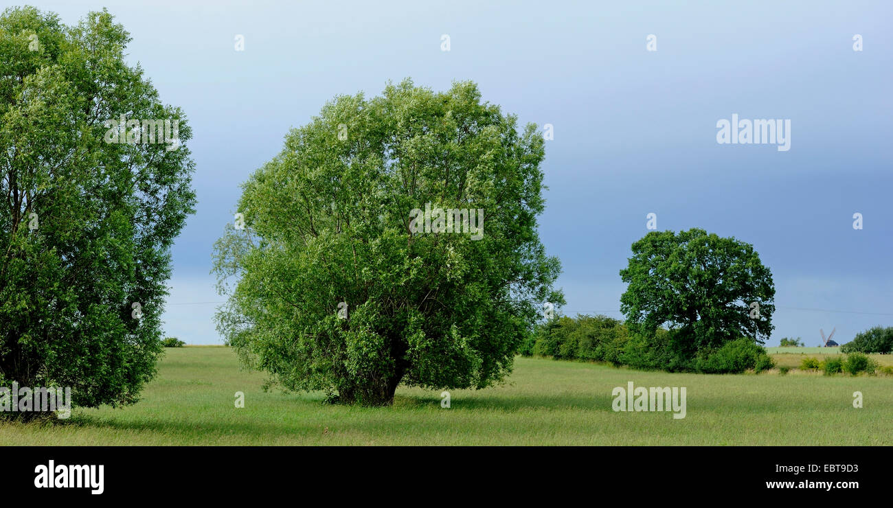 Weide, Korbweide (Salix spec.), beschnitten Weide nach Regen ...