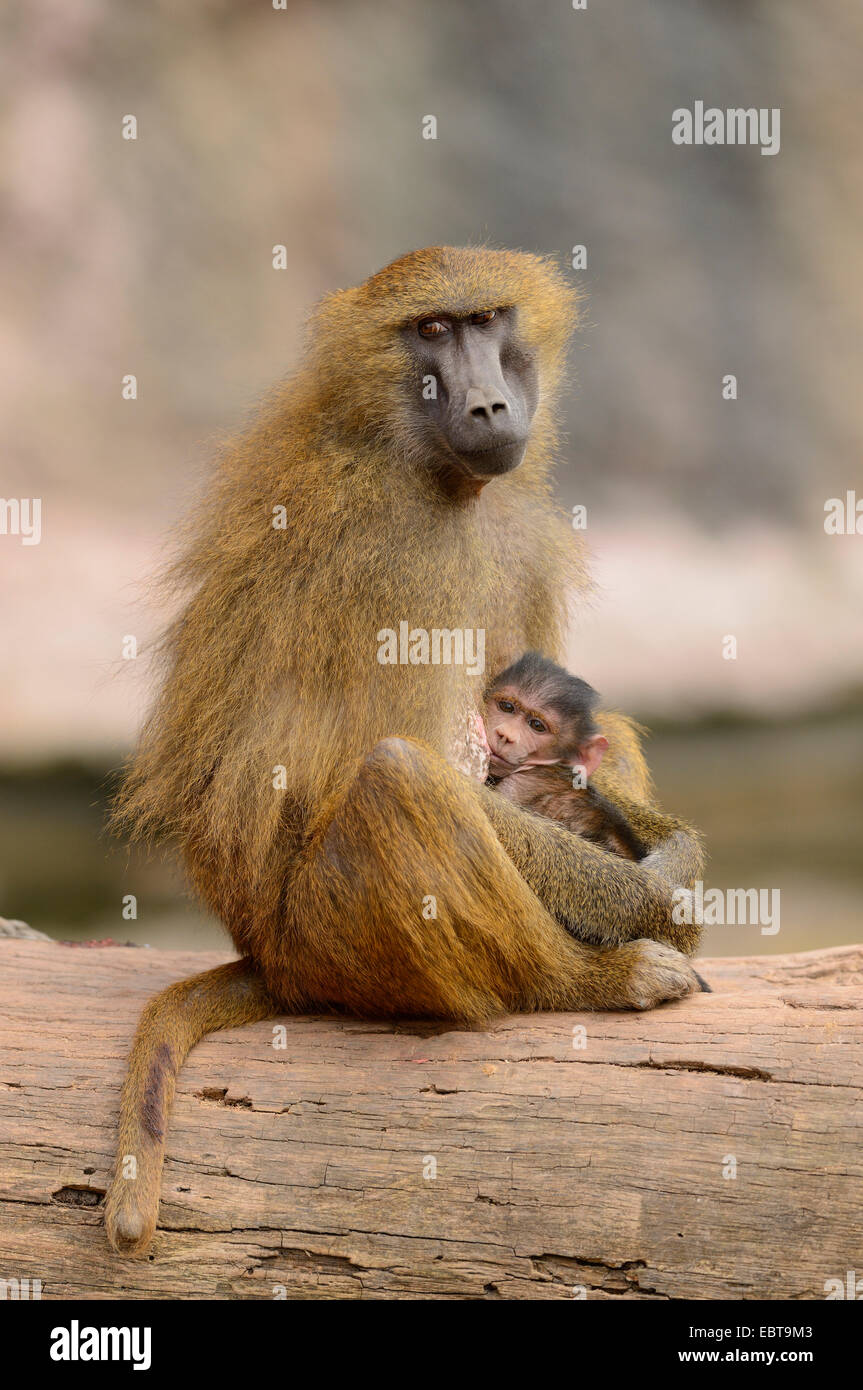 2 kleine affen, die in einem baum sitzen -Fotos und -Bildmaterial in ...