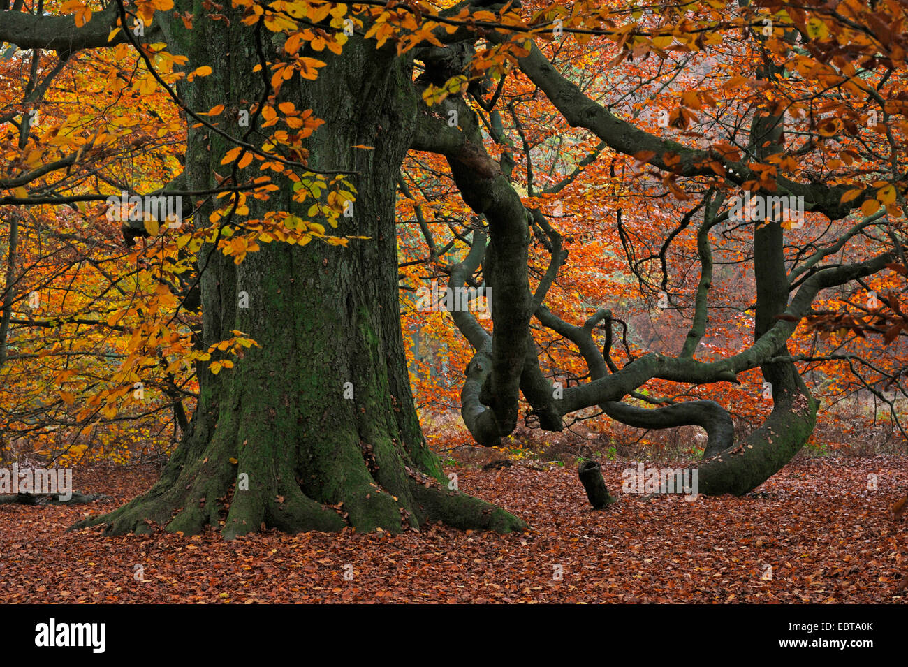Rotbuche (Fagus Sylvatica), alte Buche im Wald Sababurg im Herbst, Deutschland, Hessen ...