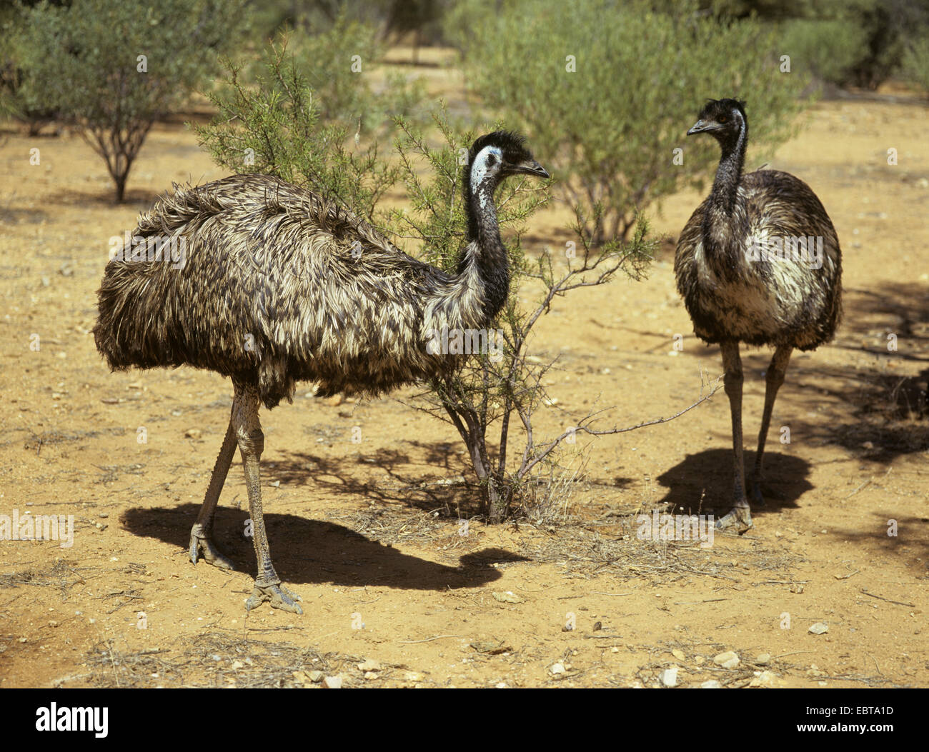 Zwei Emus Stockfotos und -bilder Kaufen - Alamy