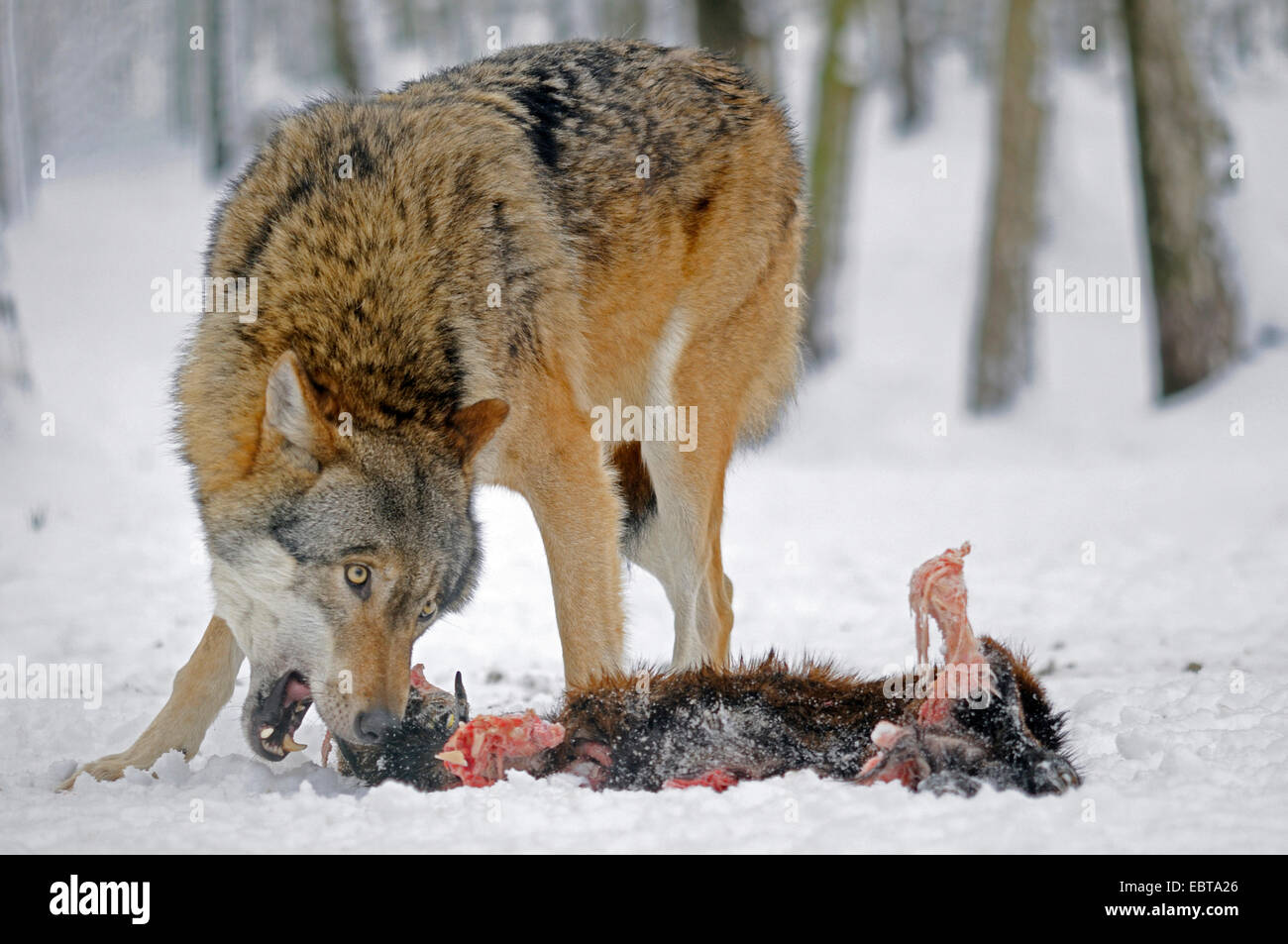 Wolf with prey -Fotos und -Bildmaterial in hoher Auflösung – Alamy