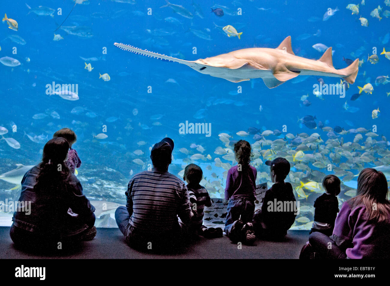 Pristis pectinata -Fotos und -Bildmaterial in hoher Auflösung – Alamy