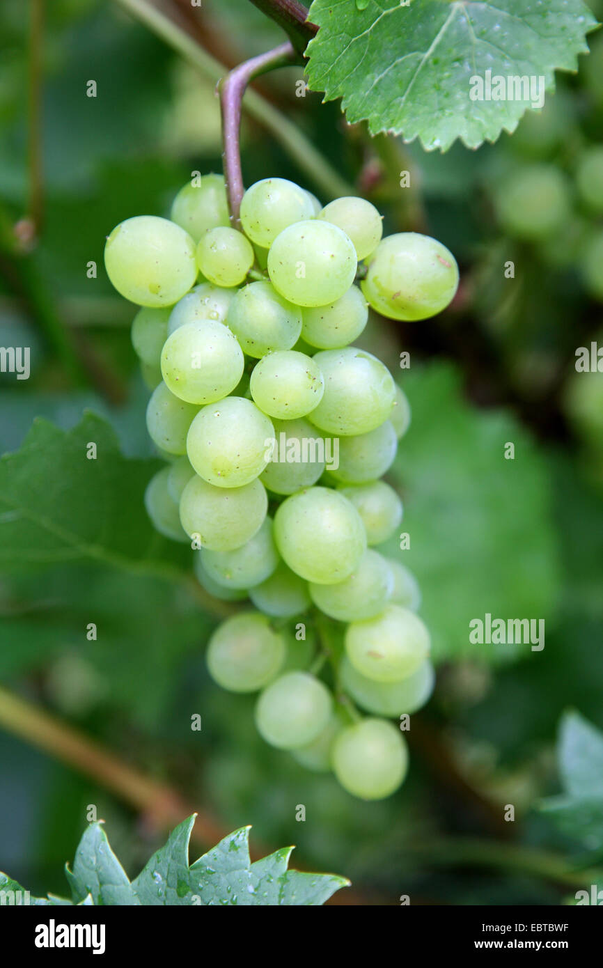 Rebe, Weinrebe (Vitis Vinifera), Weinrebe, Deutschland Stockfotografie ...