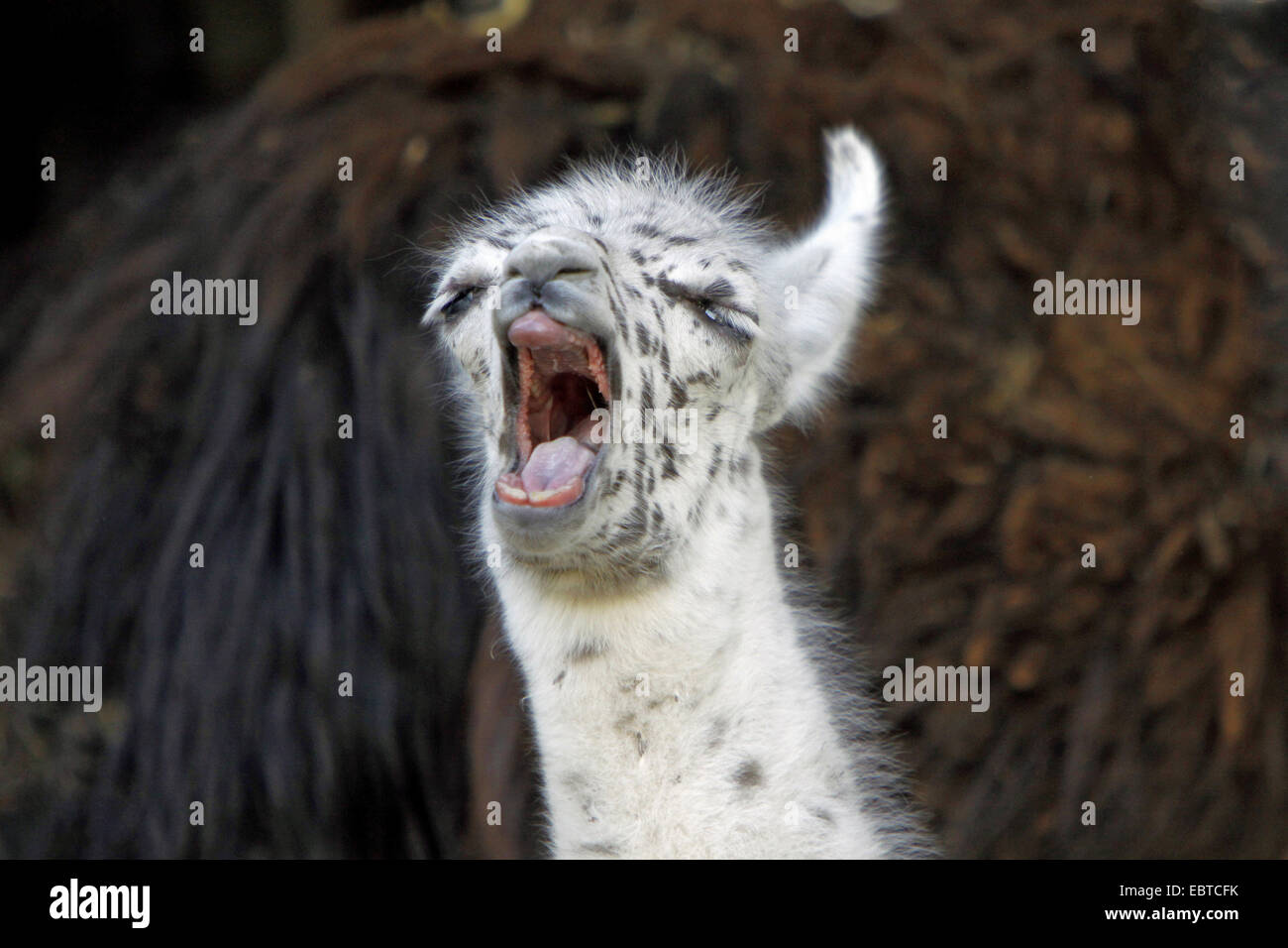 Lama Hautnah Stockfotos und -bilder Kaufen - Alamy