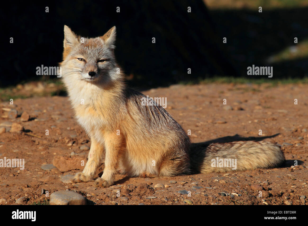 Corsac fuchs vulpes corsac -Fotos und -Bildmaterial in hoher Auflösung ...