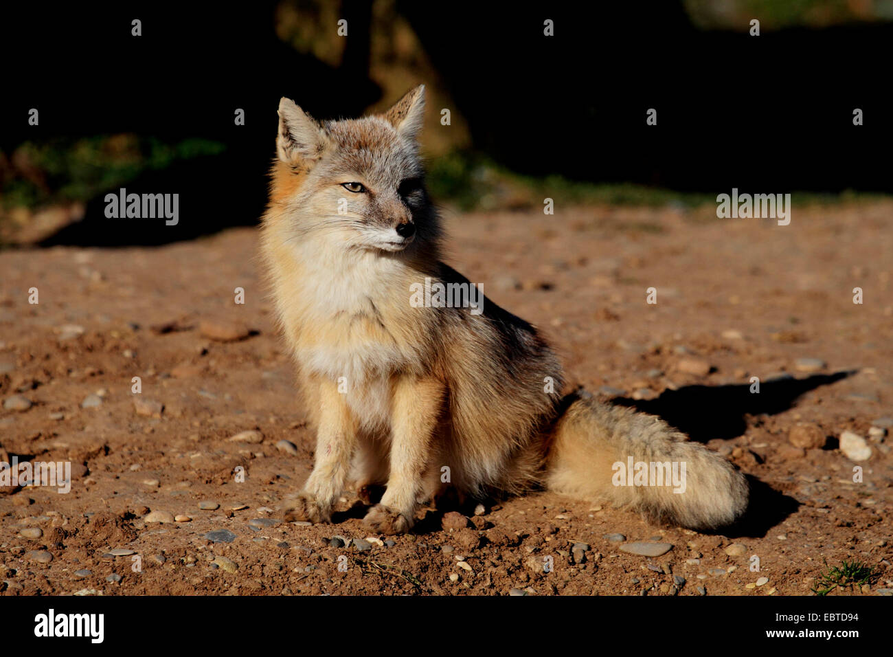 Corsac fuchs vulpes corsac -Fotos und -Bildmaterial in hoher Auflösung ...