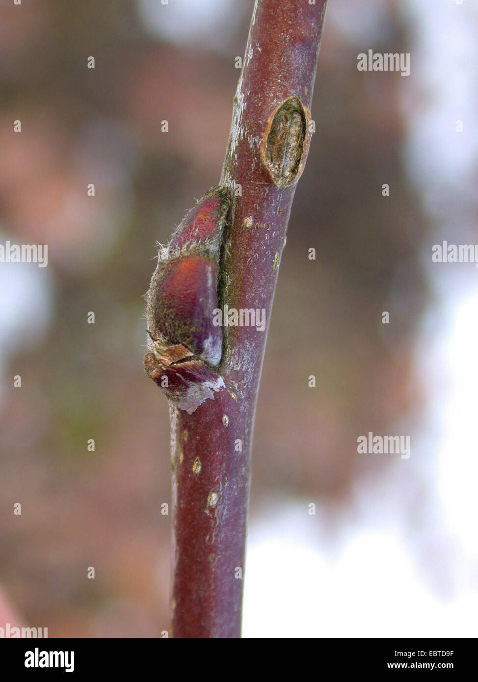 Europäische-Vogelbeerbaum, Eberesche (Sorbus Aucuparia), Knospe ...