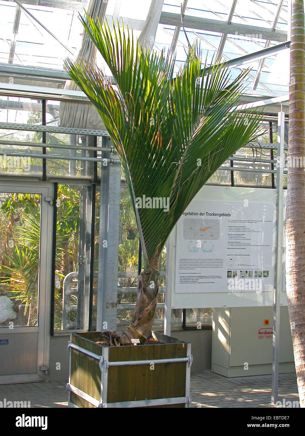 Nikau palme rhopalostylis sapida -Fotos und -Bildmaterial in hoher ...