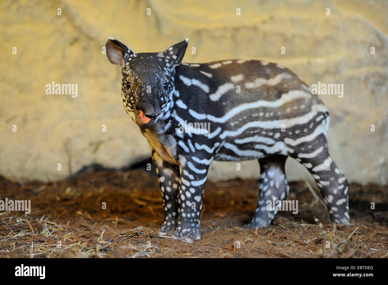 Tier tapir -Fotos und -Bildmaterial in hoher Auflösung – Alamy