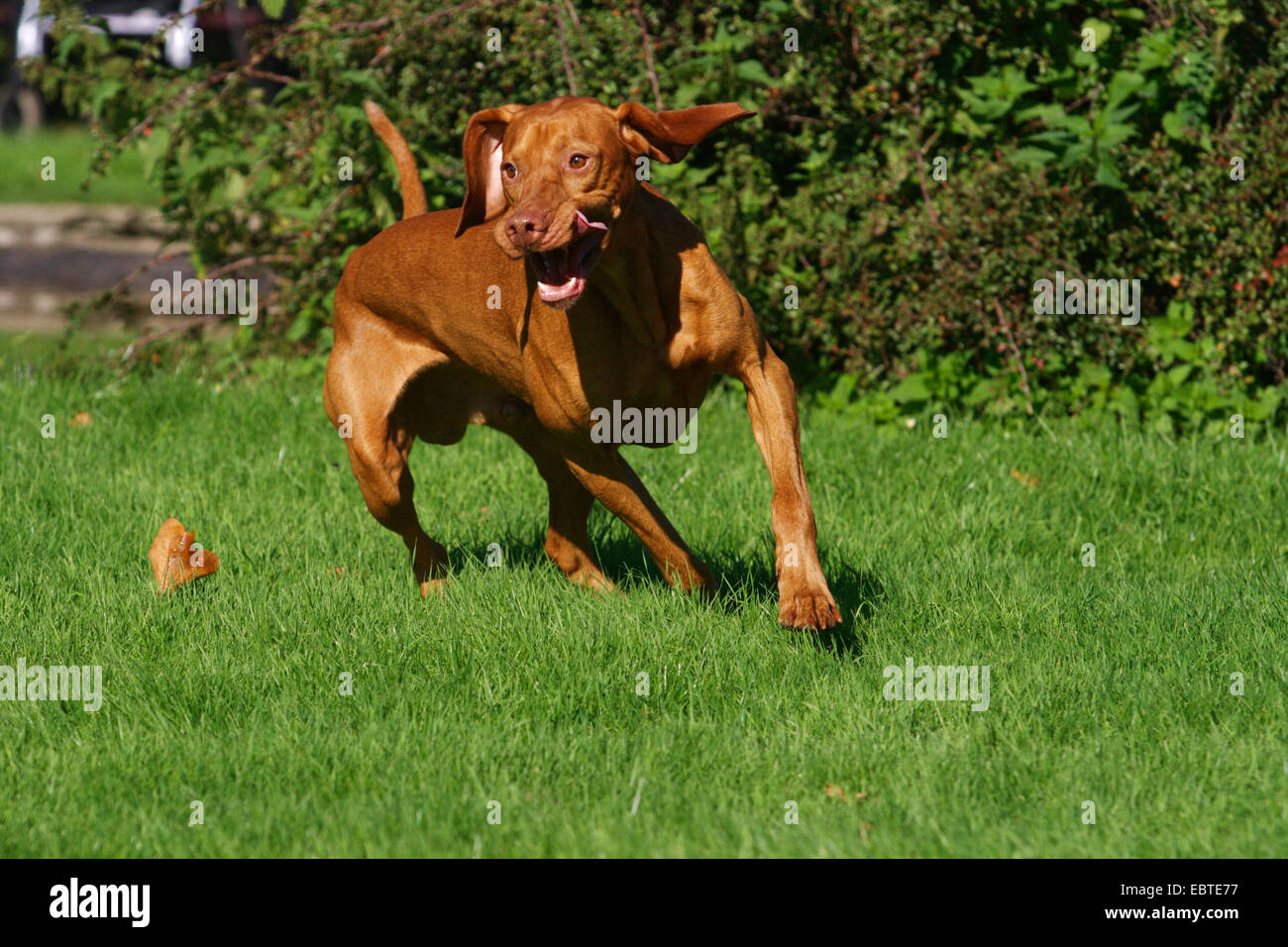 Ungarischer Kurzhaariger Vorstehhund, Magyar Vizsla (Canis Lupus F ...