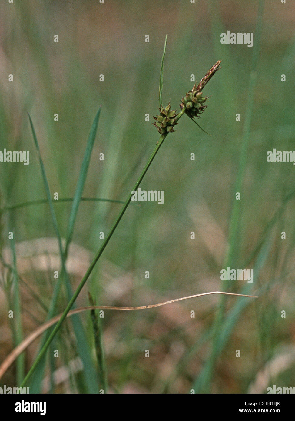 Carex pilulifera -Fotos und -Bildmaterial in hoher Auflösung – Alamy