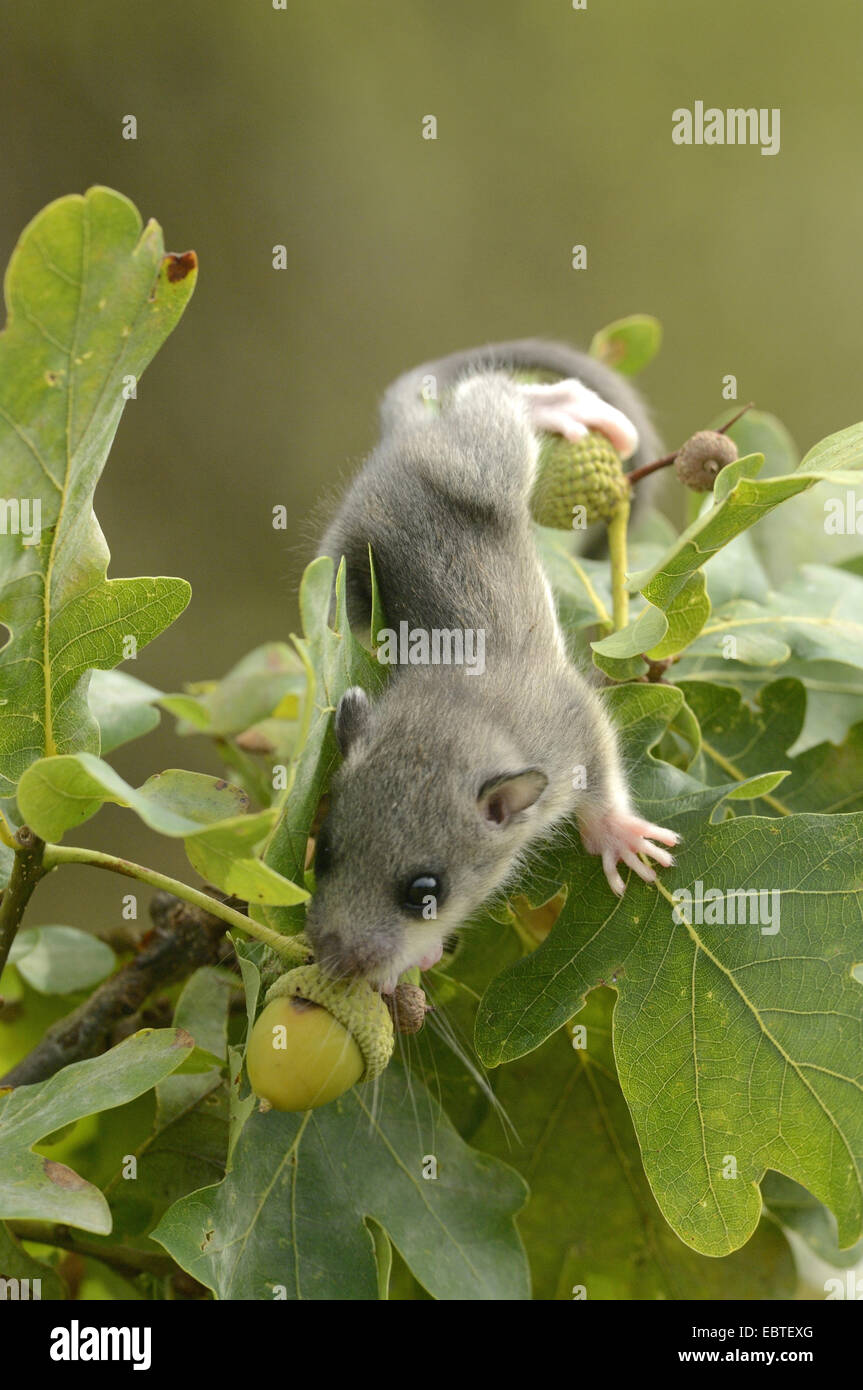 Edible dormouse oak -Fotos und -Bildmaterial in hoher Auflösung – Alamy