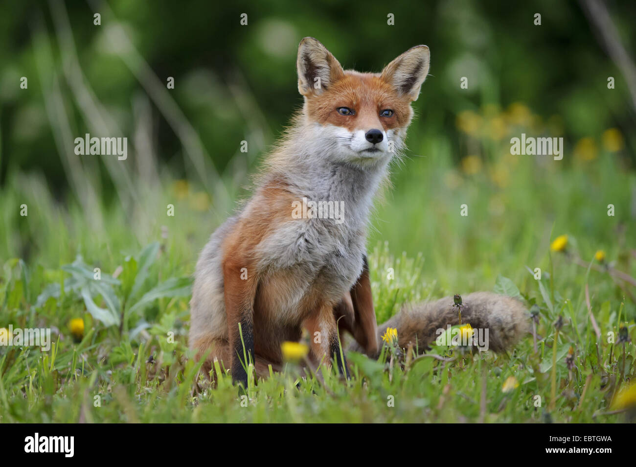 Rotfuchs (Vulpes Vulpes), sitzen auf Wiese und kratzen, Norwegen ...