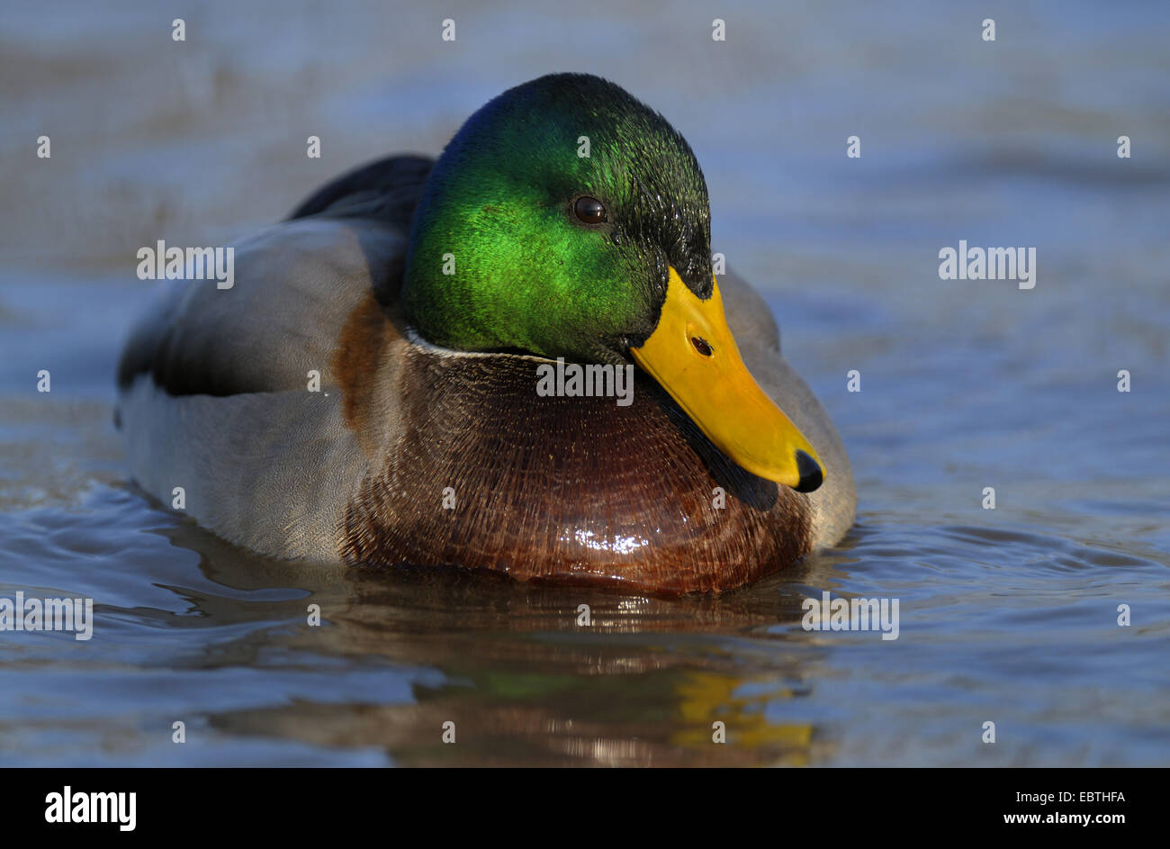 Erpel am rhein -Fotos und -Bildmaterial in hoher Auflösung – Alamy