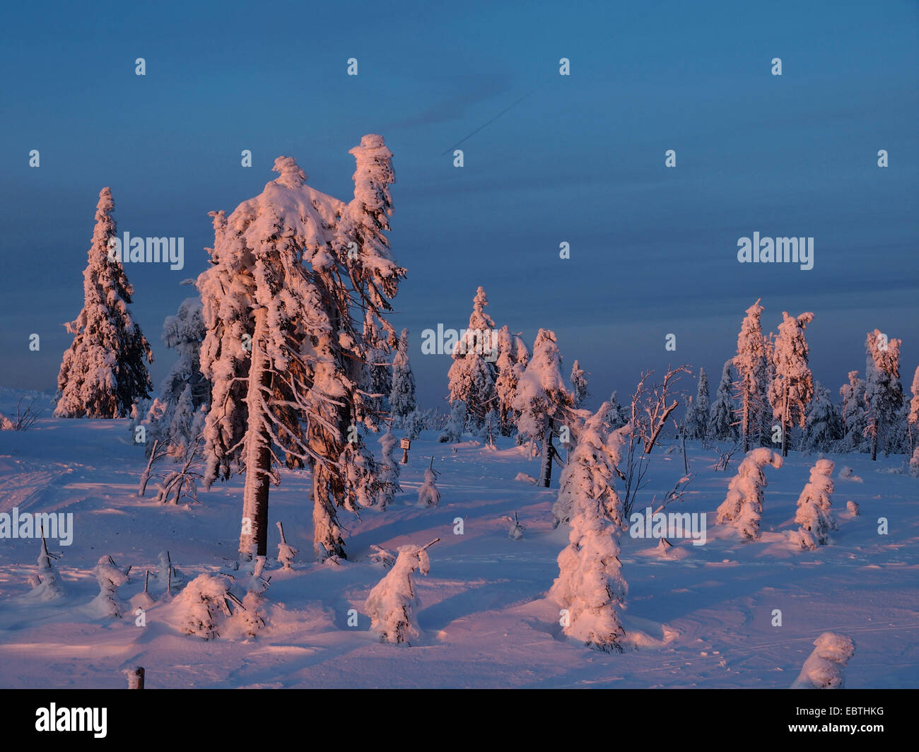 Verschneiter fichtenwald -Fotos und -Bildmaterial in hoher Auflösung – Alamy