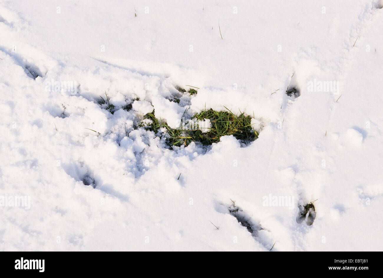 Wilde spuren -Fotos und -Bildmaterial in hoher Auflösung - Seite 2 - Alamy