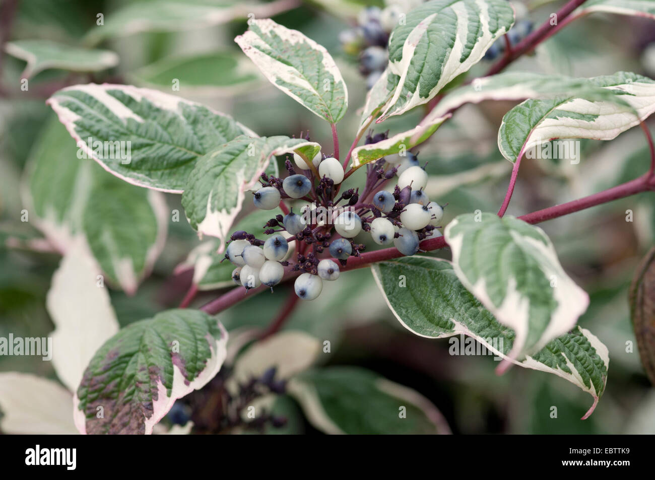 Cornus alba sibirica -Fotos und -Bildmaterial in hoher Auflösung – Alamy