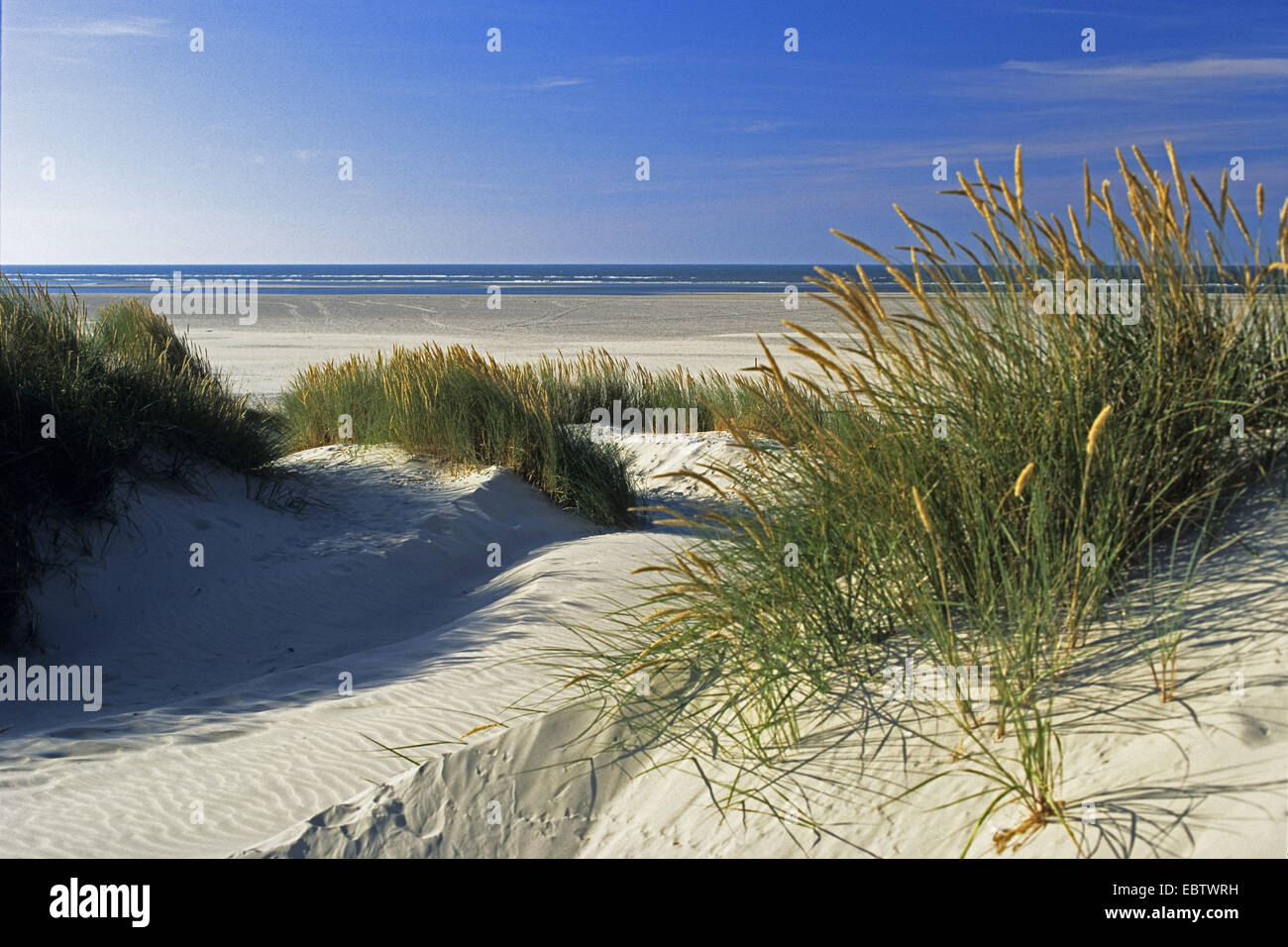 Dünen und Strand der Insel Baltrum, Deutschland, Niedersachsen ...