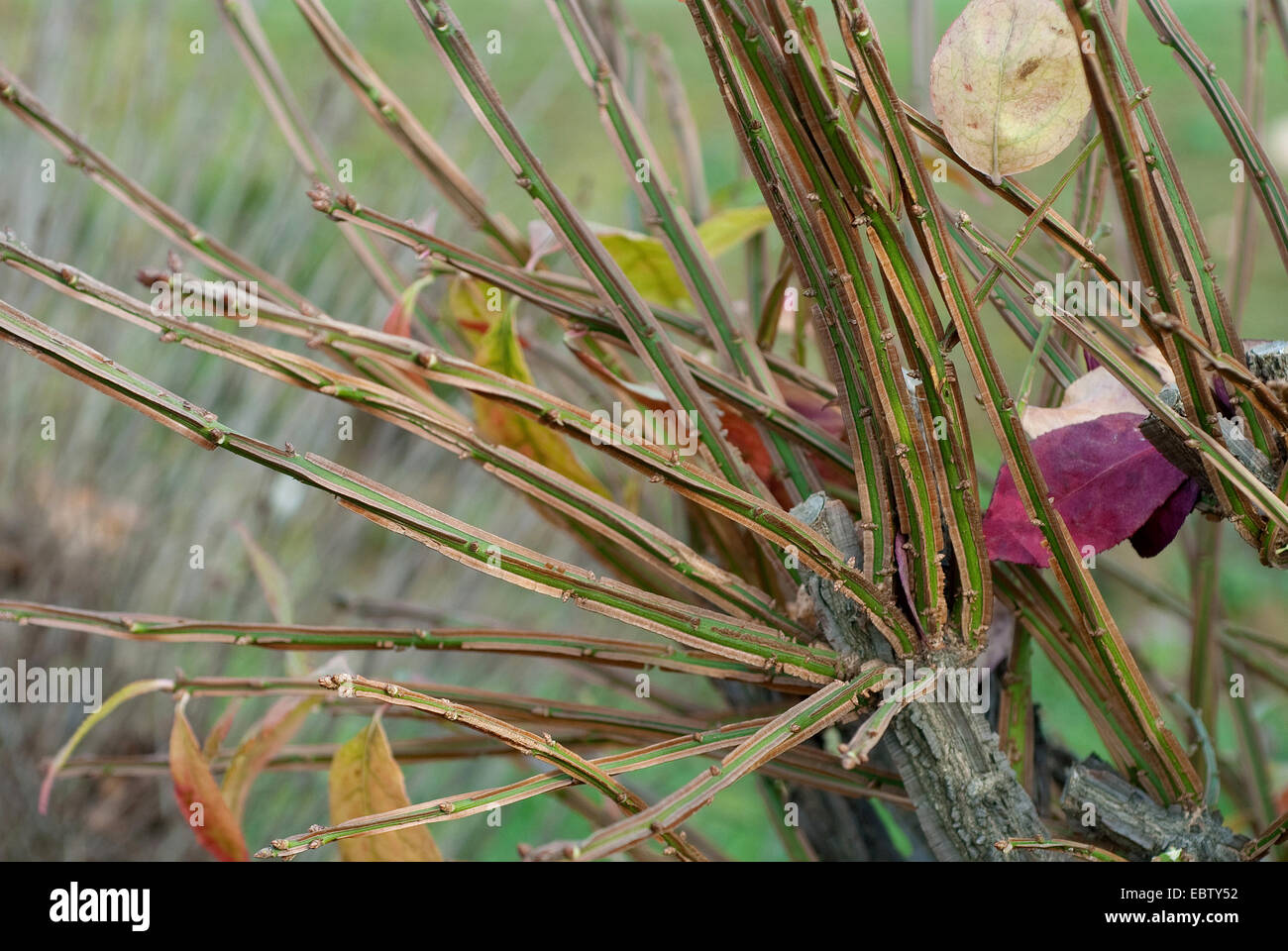 Euonymus Alatus Compactus Stockfotos und -bilder Kaufen - Alamy