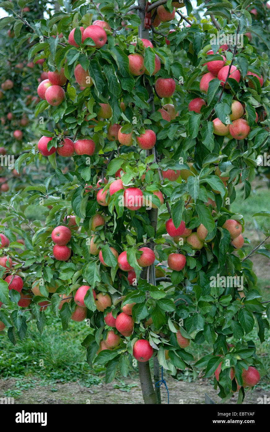 Malus domestica baum -Fotos und -Bildmaterial in hoher Auflösung – Alamy