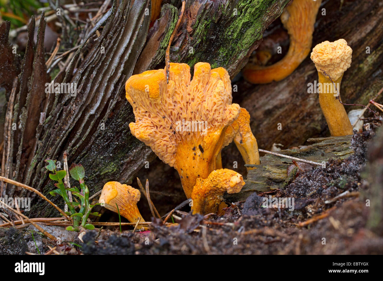 falscher Pfifferling (Hygrophoropsis Aurantiaca), verkrüppelt ...
