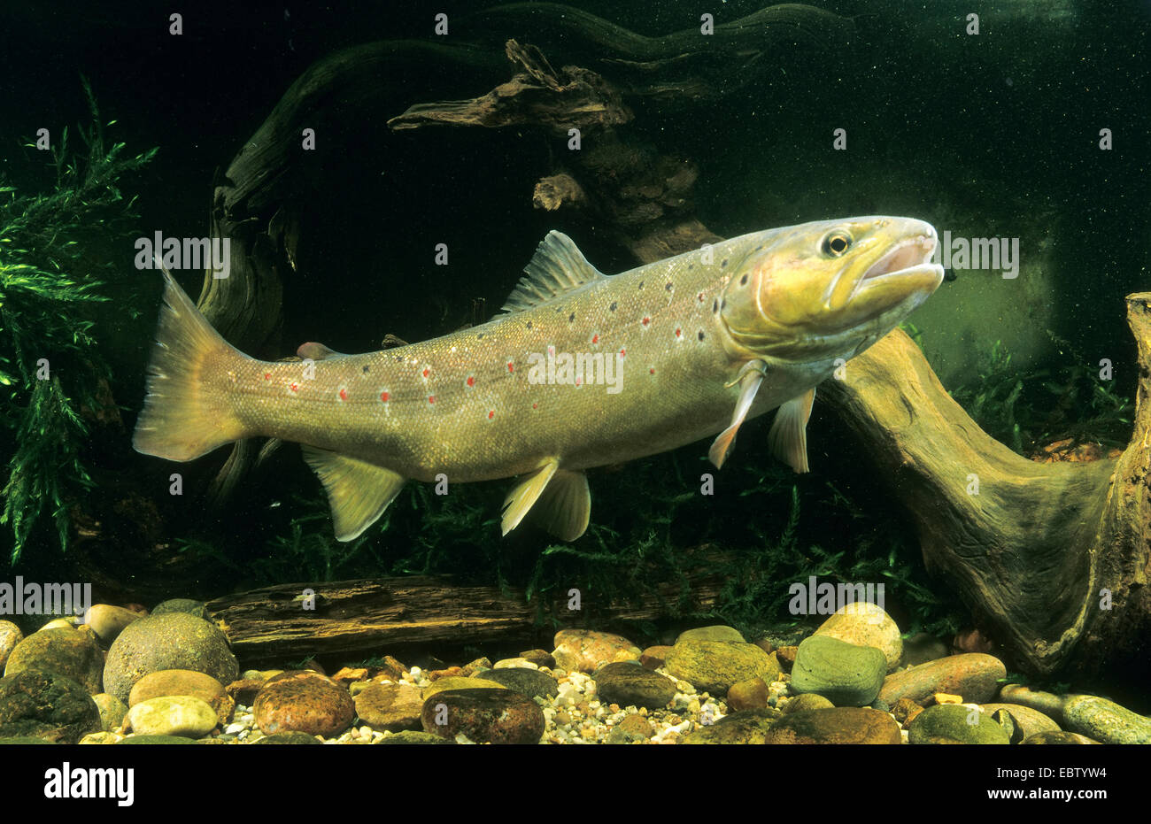 Bachforellen fisch -Fotos und -Bildmaterial in hoher Auflösung – Alamy
