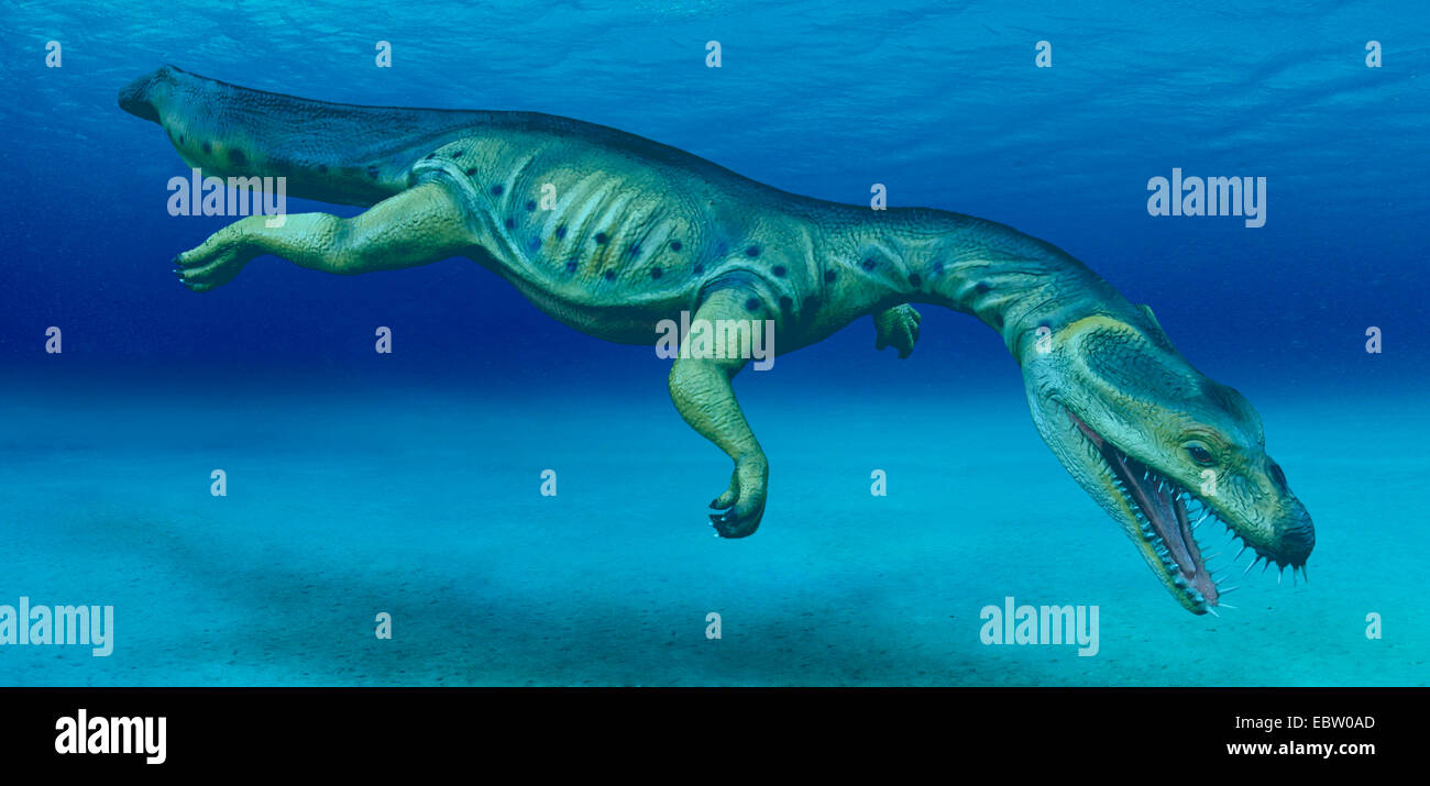 Nothosaurus nothosaurus -Fotos und -Bildmaterial in hoher Auflösung – Alamy