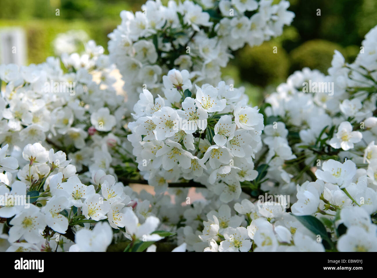 Zier-Apfelbaum (Malus Sargentii 'Tina', Malus Sargentii Tina, Malus ...