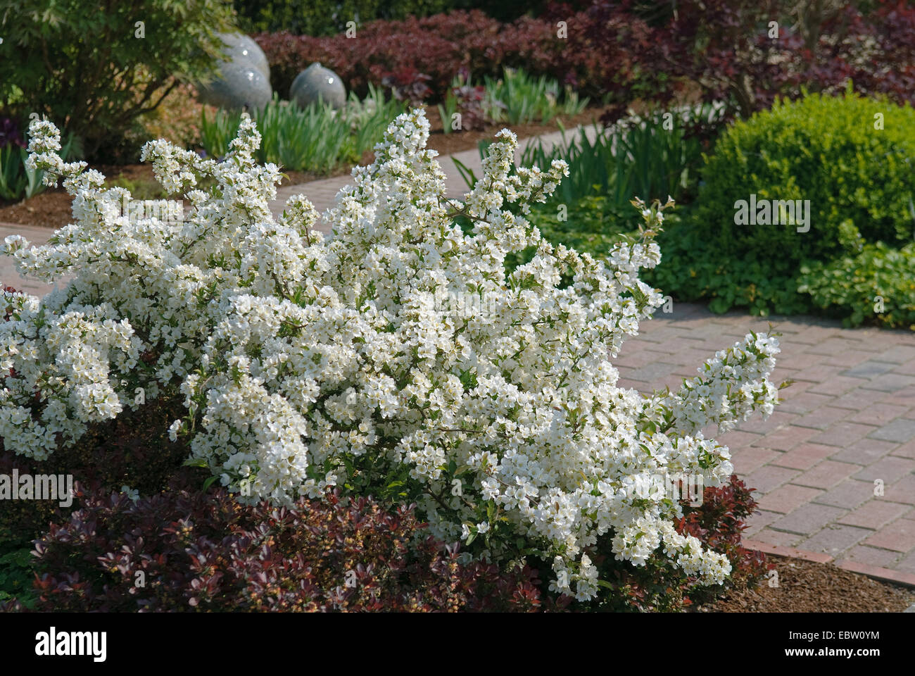Zier-Apfelbaum (Malus Sargentii 'Tina', Malus Sargentii Tina, Malus ...