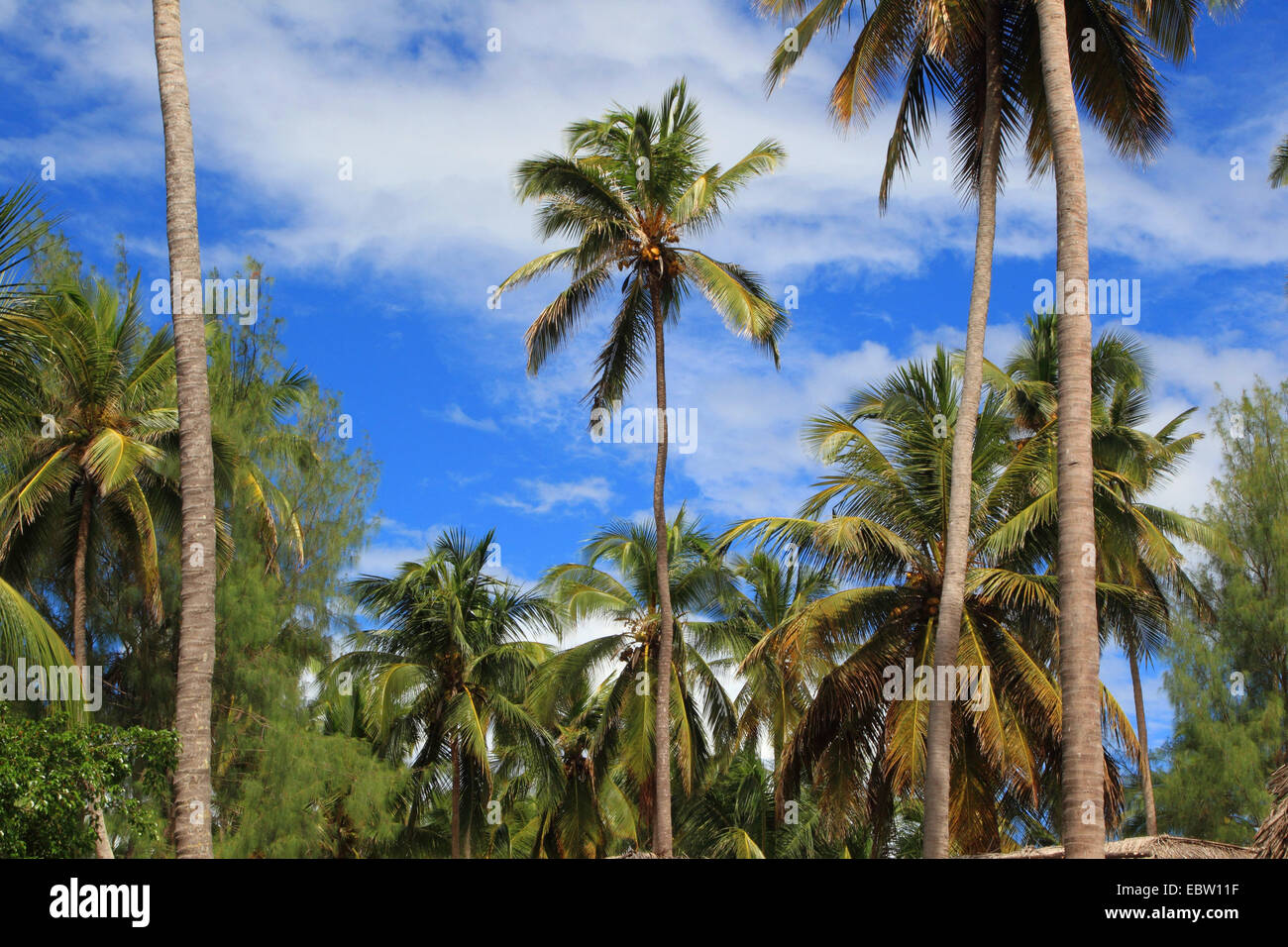 Coconut palm tree zanzibar tanzania -Fotos und -Bildmaterial in hoher ...