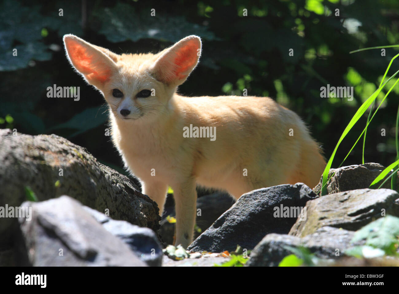 Fennec Fuchs (Fennecus Zerda, Vulpes Zerda), stehend auf den Felsen ...