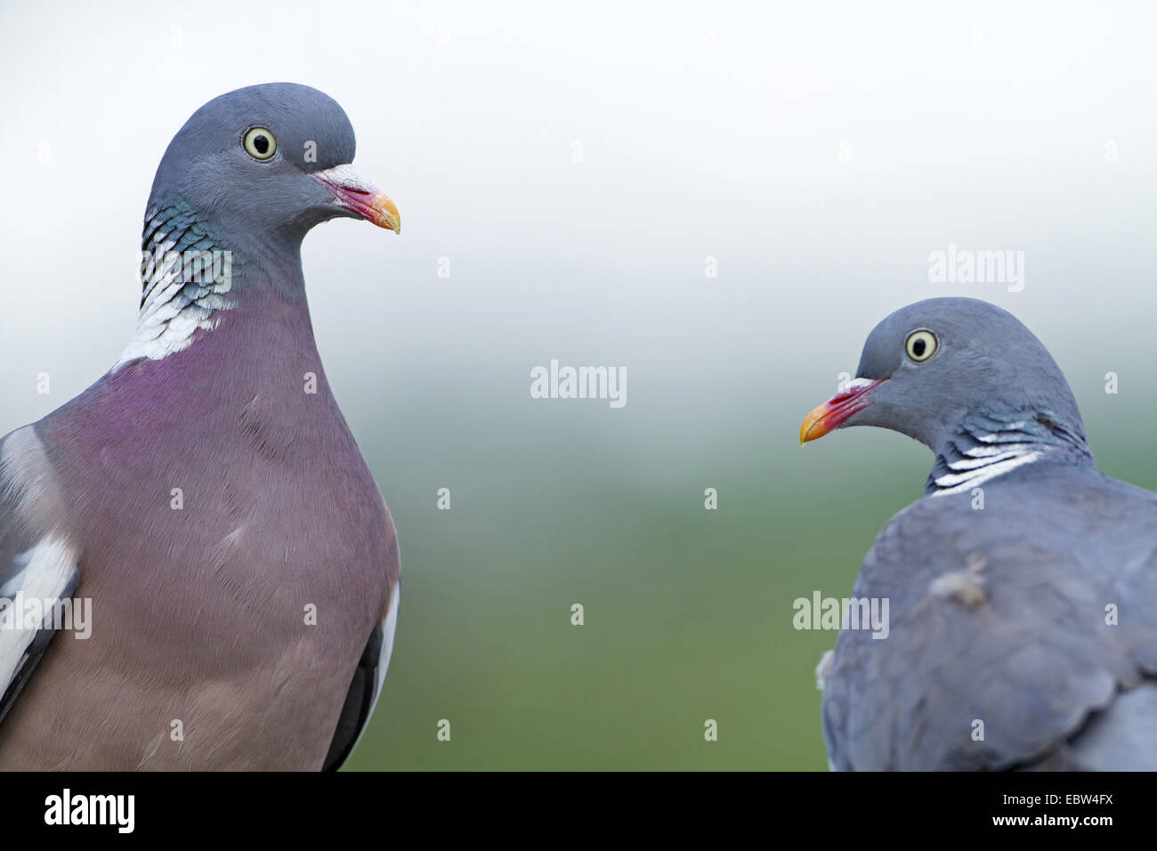 Wood pigeons -Fotos und -Bildmaterial in hoher Auflösung – Alamy