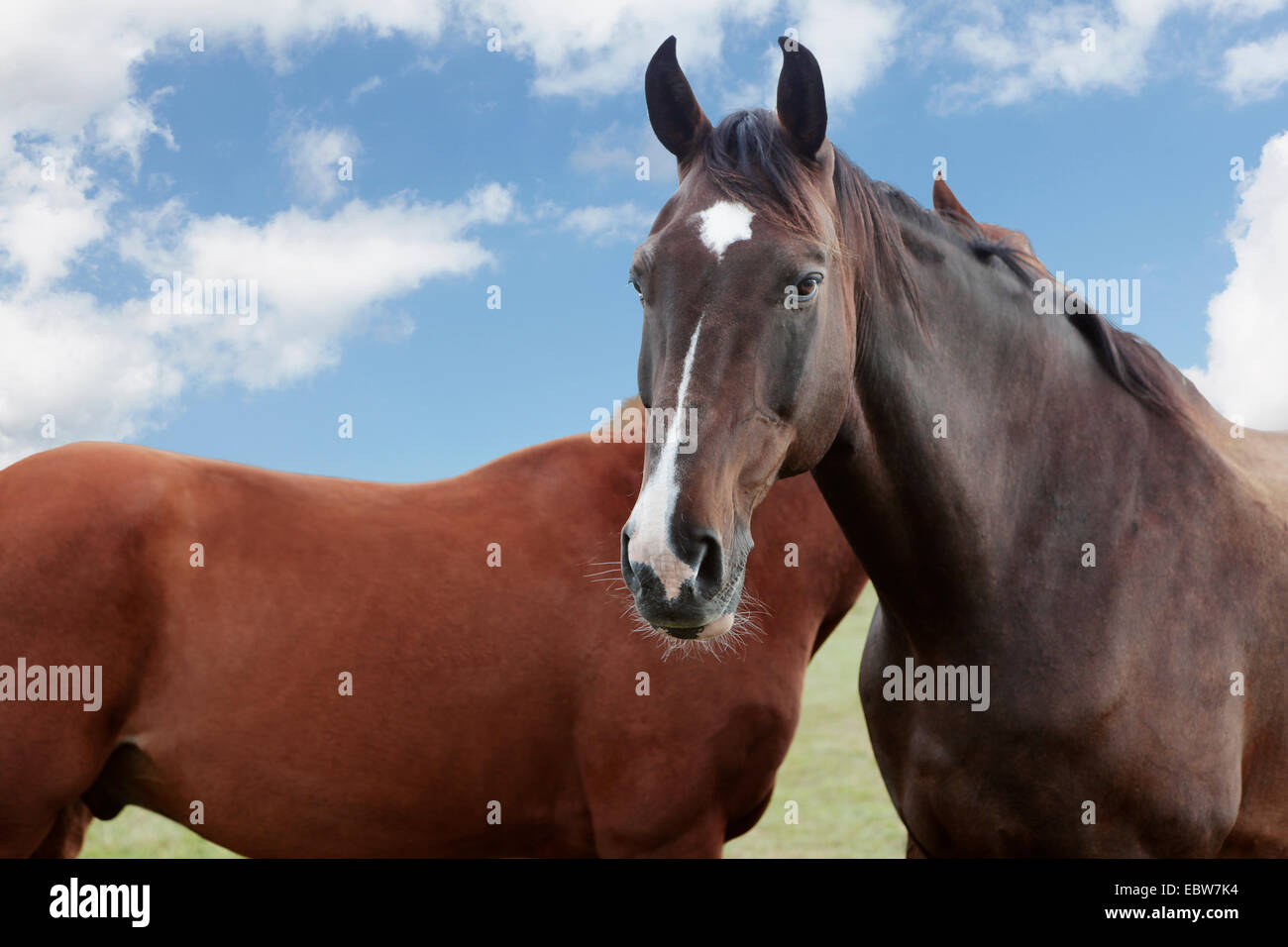 Holsteiner horse portrait -Fotos und -Bildmaterial in hoher Auflösung ...