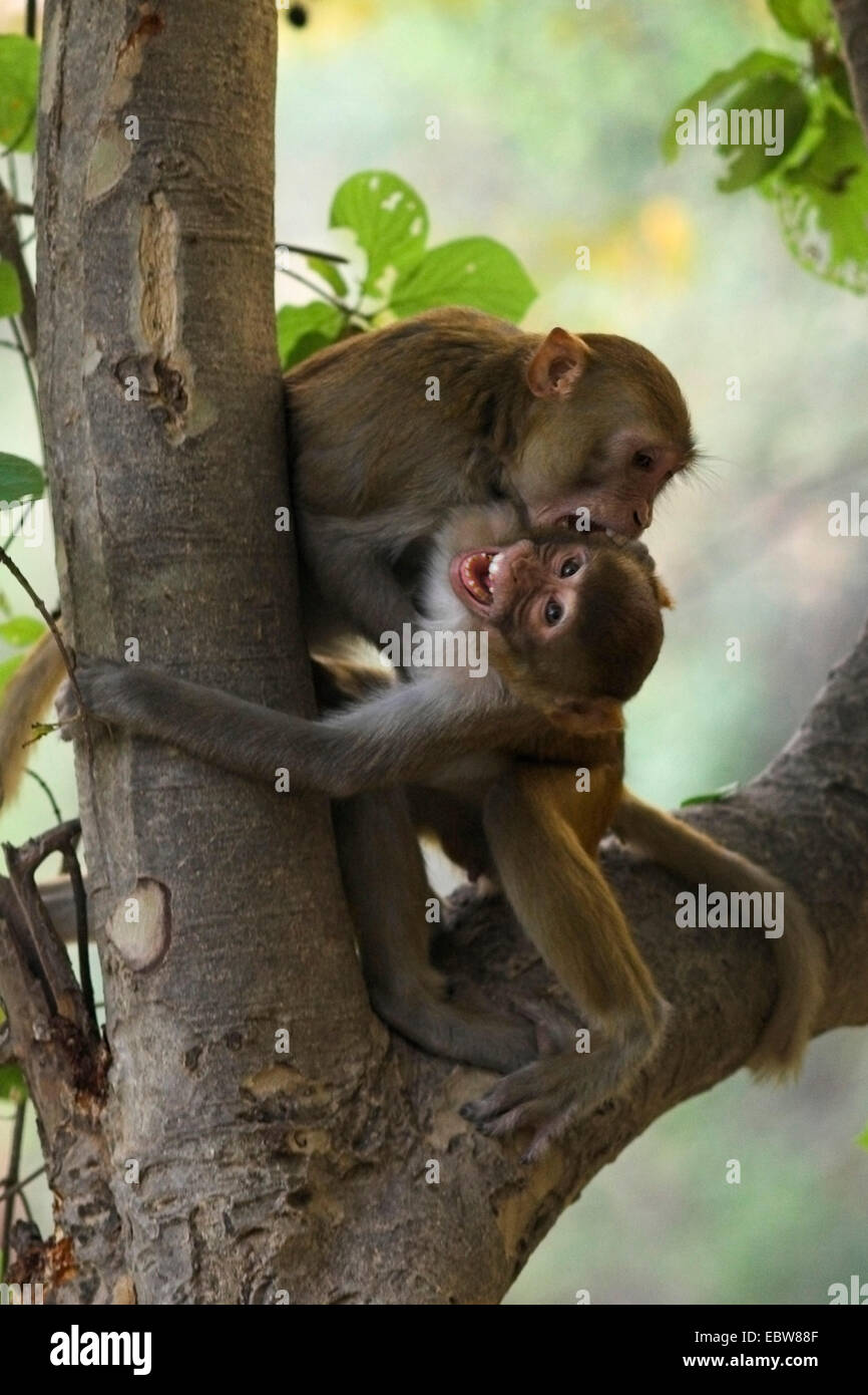Mammals of keoladeo ghana national park -Fotos und -Bildmaterial in ...