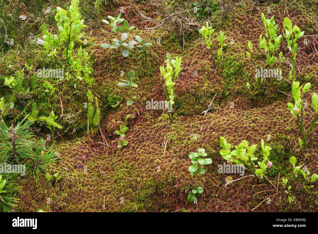 Steif, Bärlappen, steifen Boden-Kiefer (Lycopodium Annotinum), Sphagnum ...