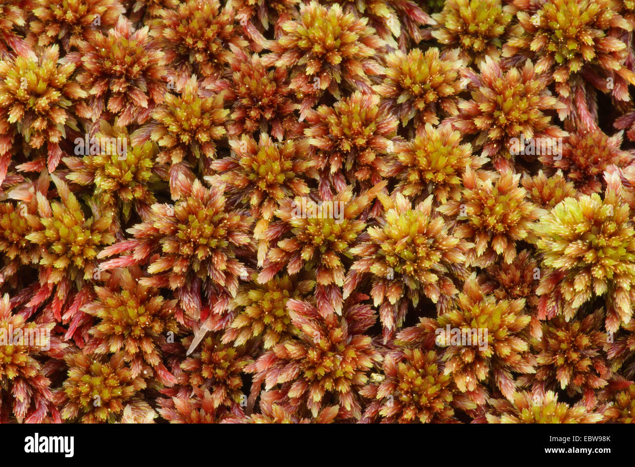 Torfmoos (Sphagnum spec.), top Aussicht, Österreich, Tirol ...