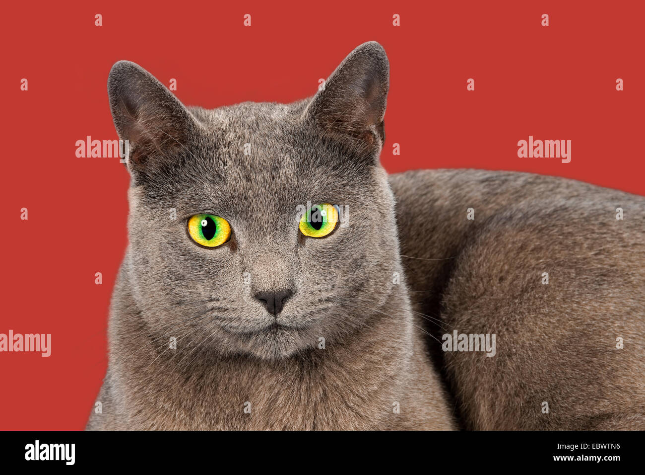 Nahaufnahme russische blaue katze -Fotos und -Bildmaterial in hoher ...