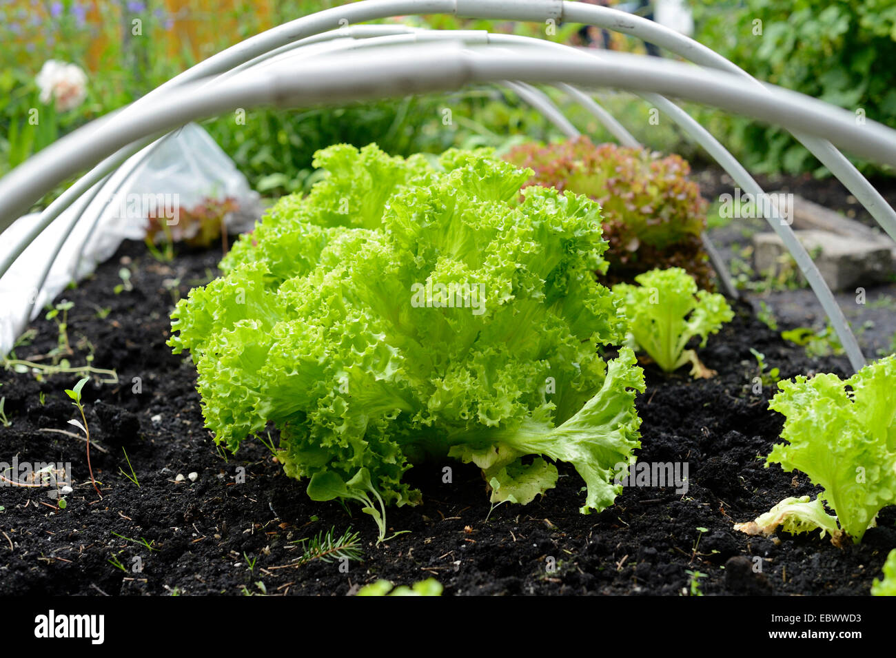 Lollo rosso -Fotos und -Bildmaterial in hoher Auflösung – Alamy
