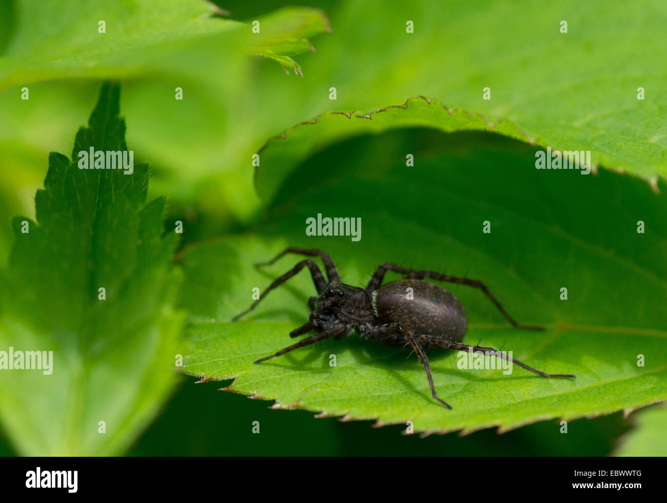 Bodenspinnen lycosidae -Fotos und -Bildmaterial in hoher Auflösung – Alamy