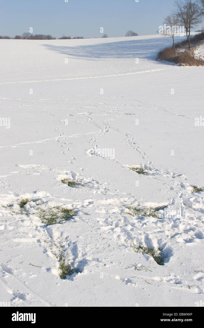 Tiere schnee spuren reh -Fotos und -Bildmaterial in hoher Auflösung – Alamy