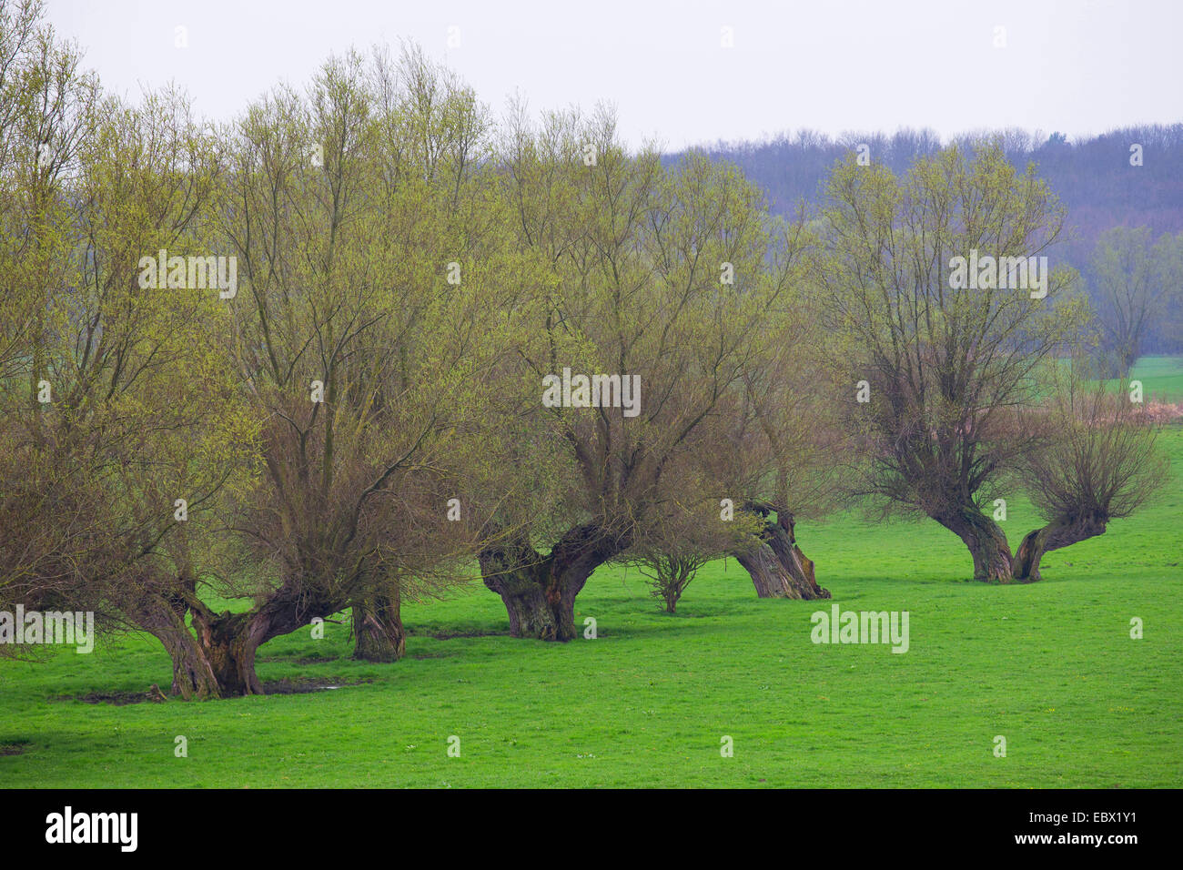 Pollarded weiden auf einer wiese -Fotos und -Bildmaterial in hoher ...