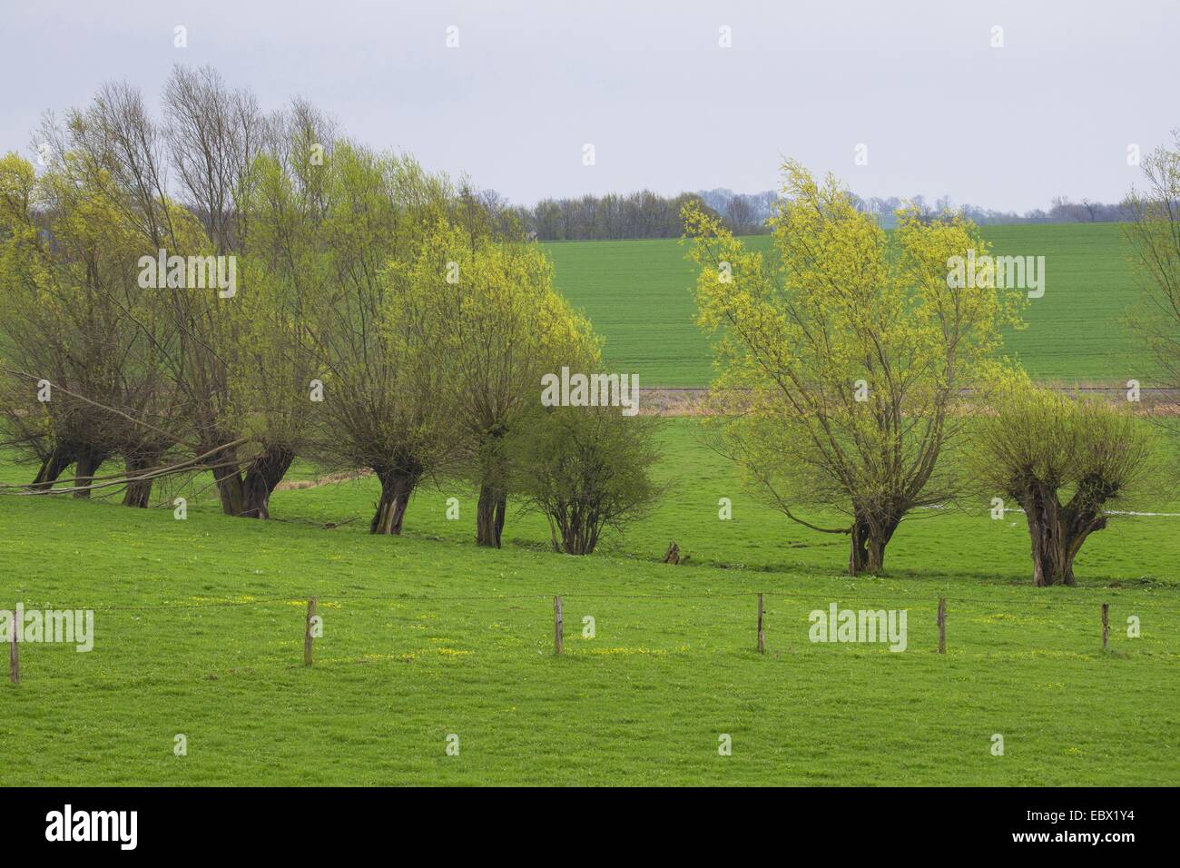 Weide, Korbweide (Salix spec.), Reihe von Kopfweiden auf einer Wiese ...