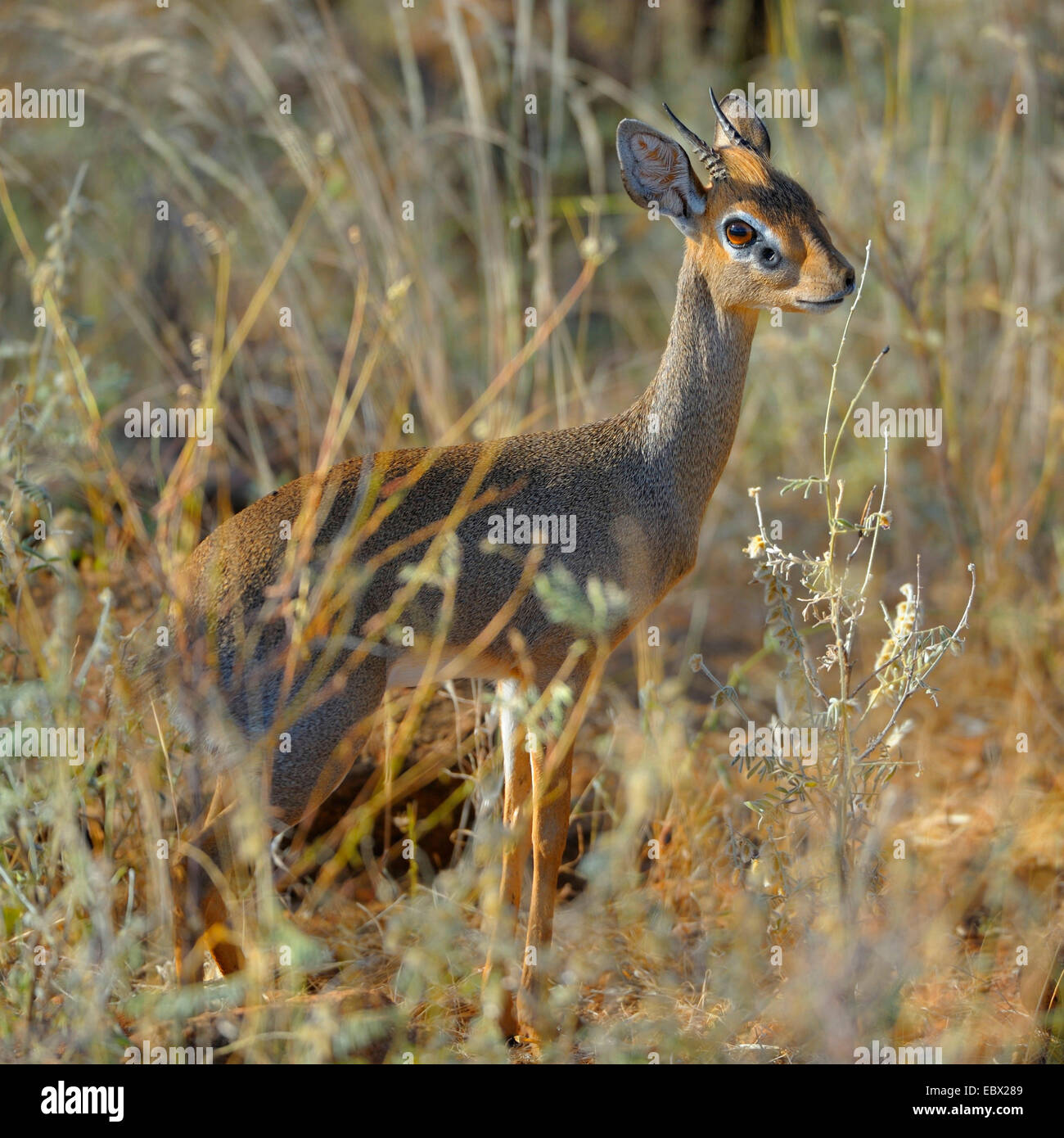 Kirk-Dikdik, Kirk-Dikdiks, Damara Dik (Madoqua Kirkii), Männlich ...