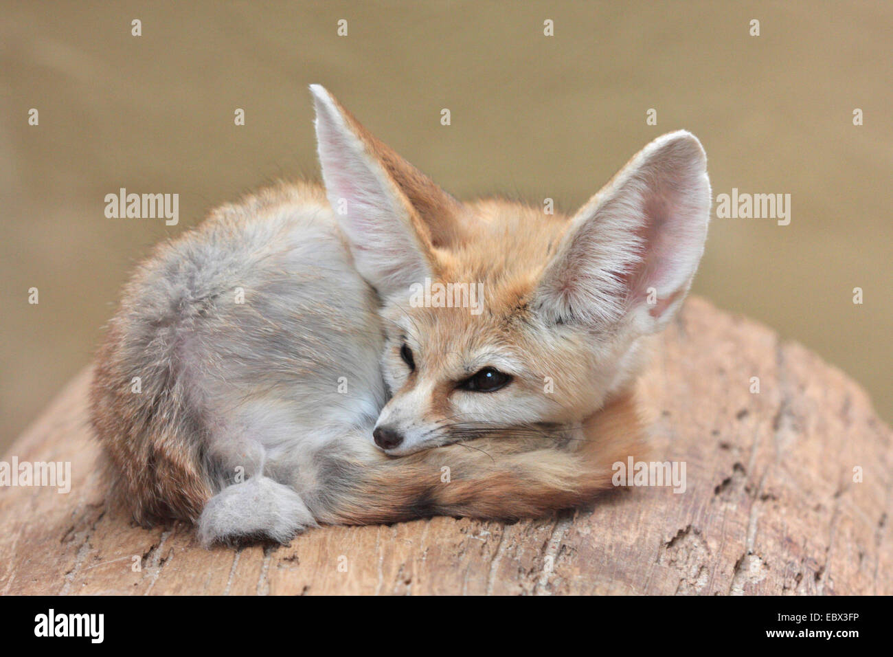 Fennec Fuchs (Fennecus Zerda, Vulpes Zerda), schlafen Stockfotografie ...