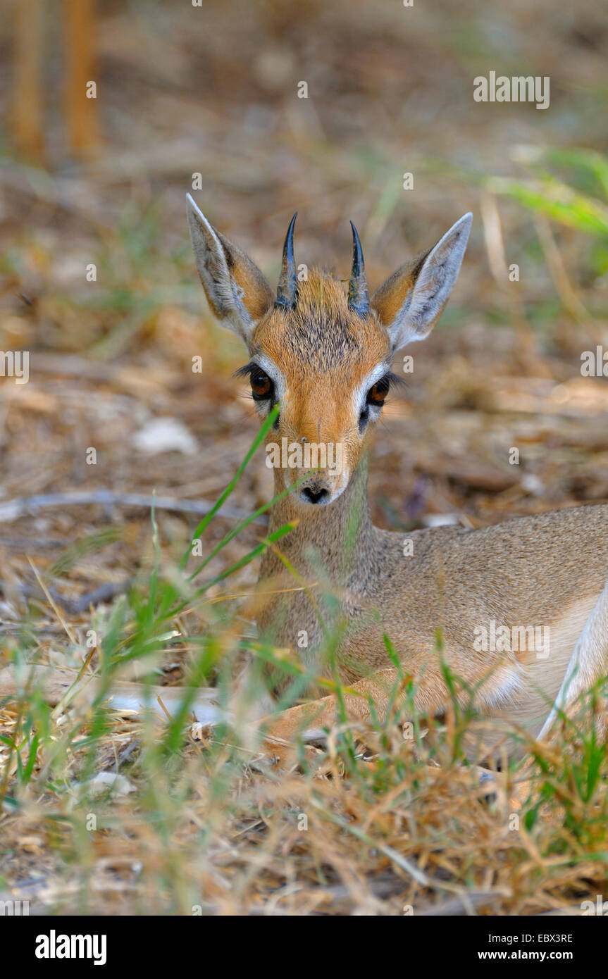 Damara dik diks -Fotos und -Bildmaterial in hoher Auflösung – Alamy