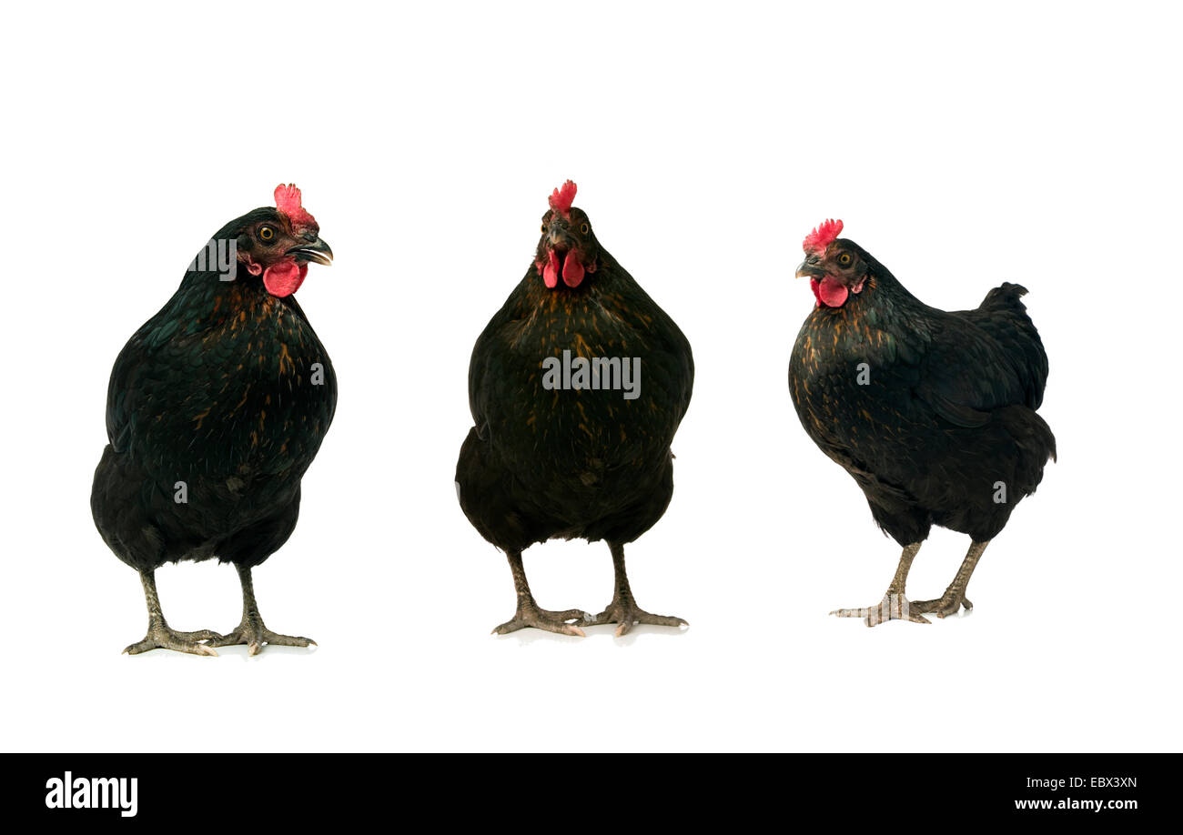 Huhn tier -Fotos und -Bildmaterial in hoher Auflösung – Alamy