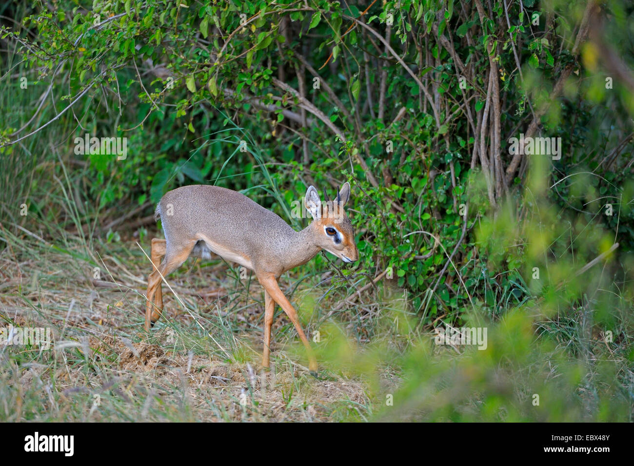 Damara dik diks -Fotos und -Bildmaterial in hoher Auflösung – Alamy