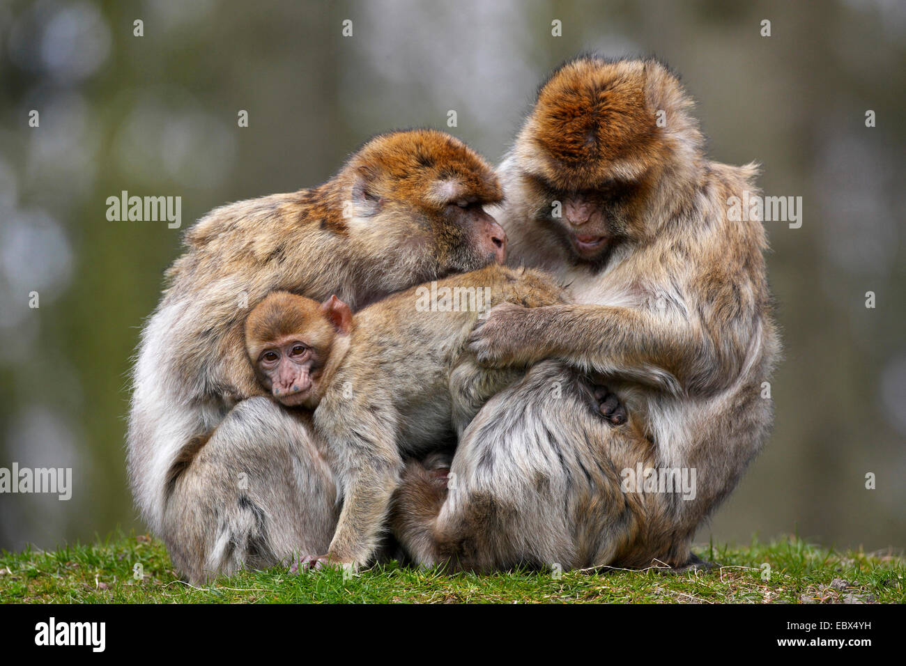 Drei affen umarmen -Fotos und -Bildmaterial in hoher Auflösung – Alamy