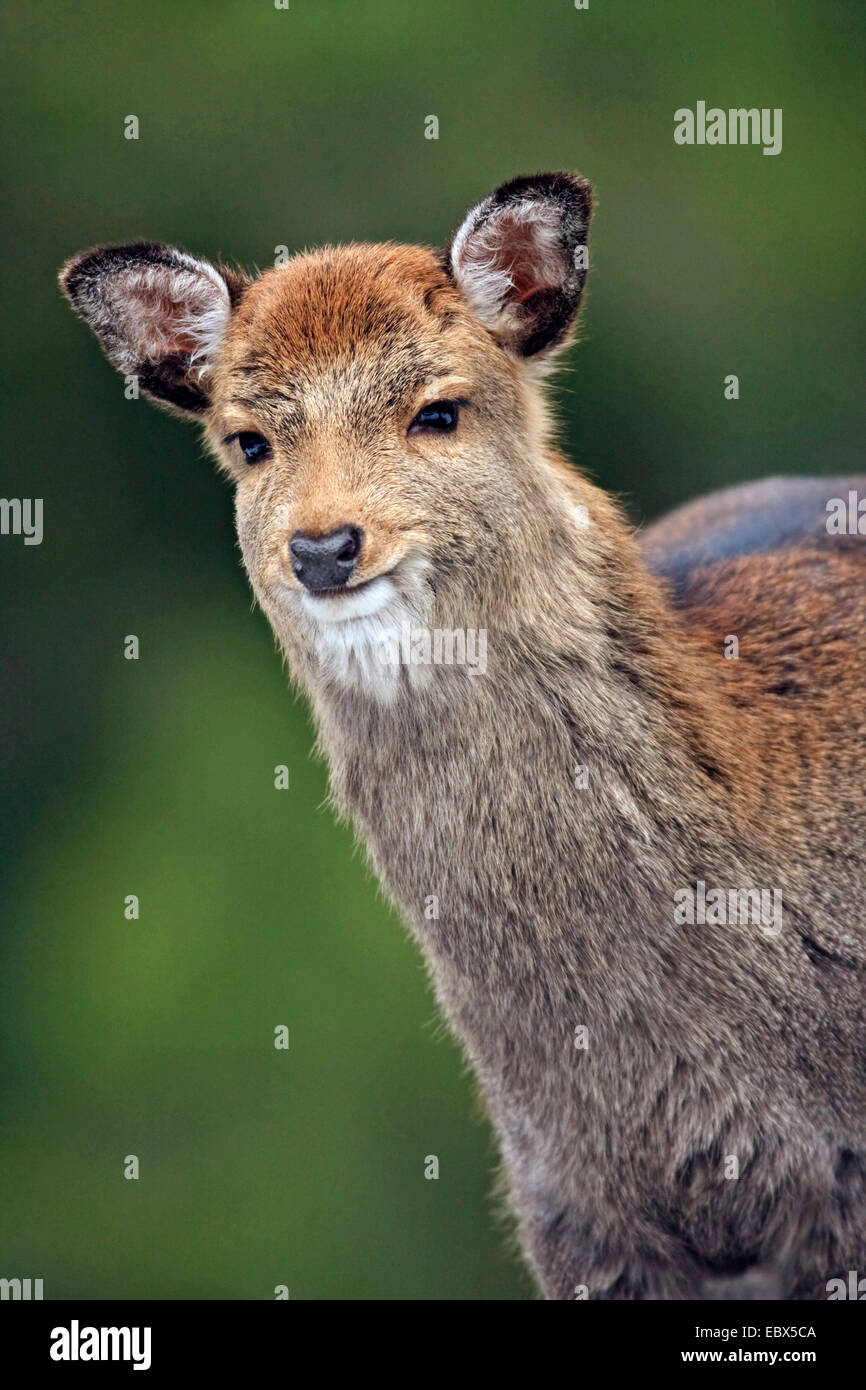 Sika game -Fotos und -Bildmaterial in hoher Auflösung – Alamy